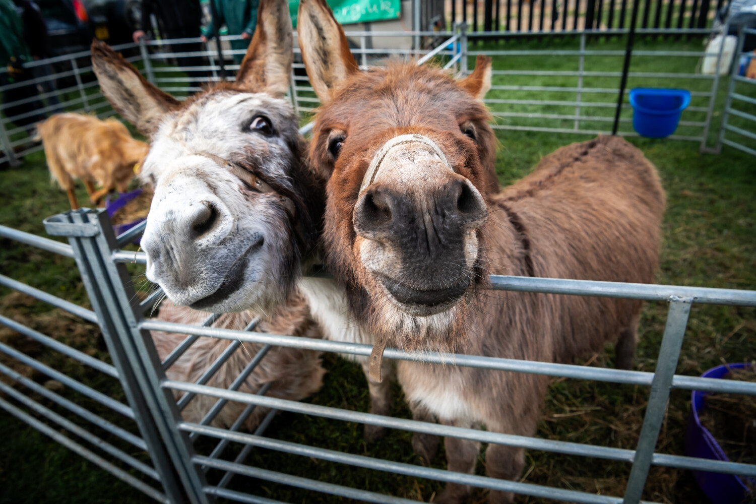 Farnham’s nature benefits from Community Day - Farnham Town Council